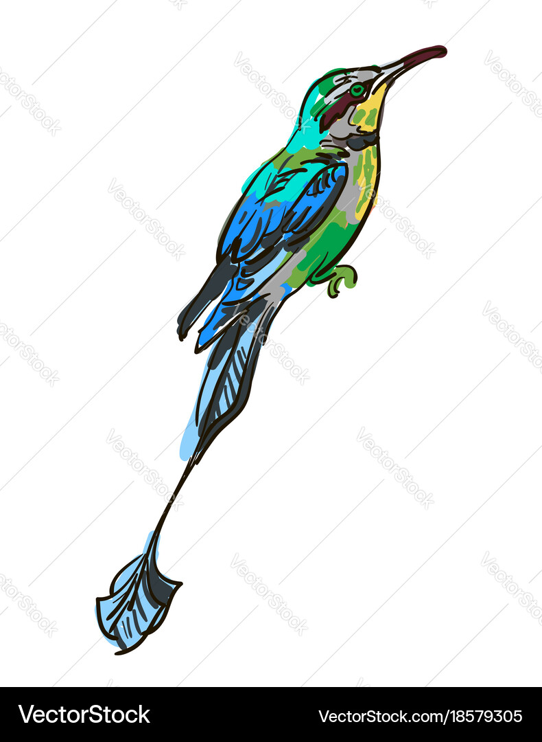 Drawing of the bird Royalty Free Vector Image - VectorStock