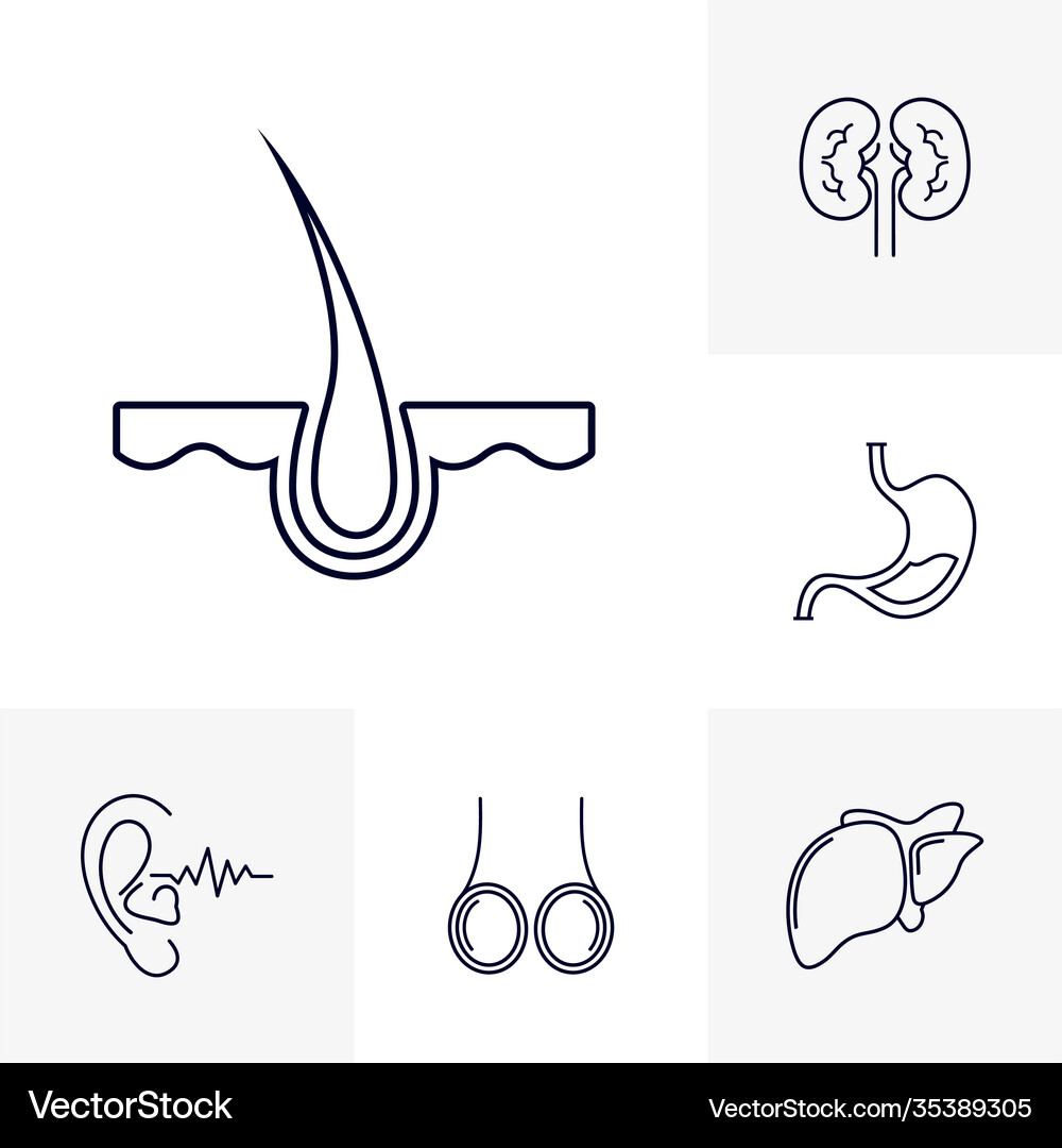 Set organ human logo design template organs Vector Image