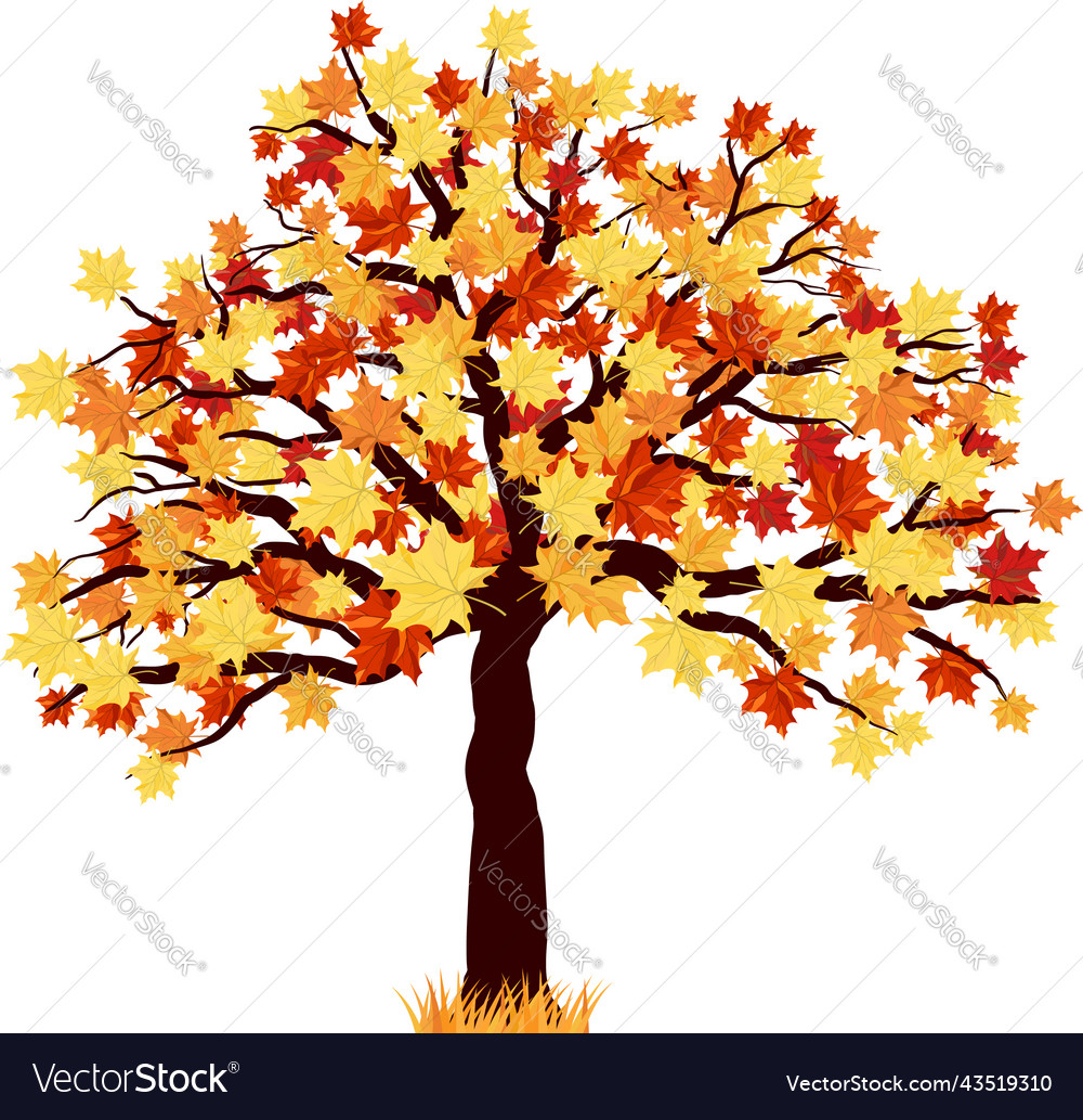Fall tree Royalty Free Vector Image - VectorStock