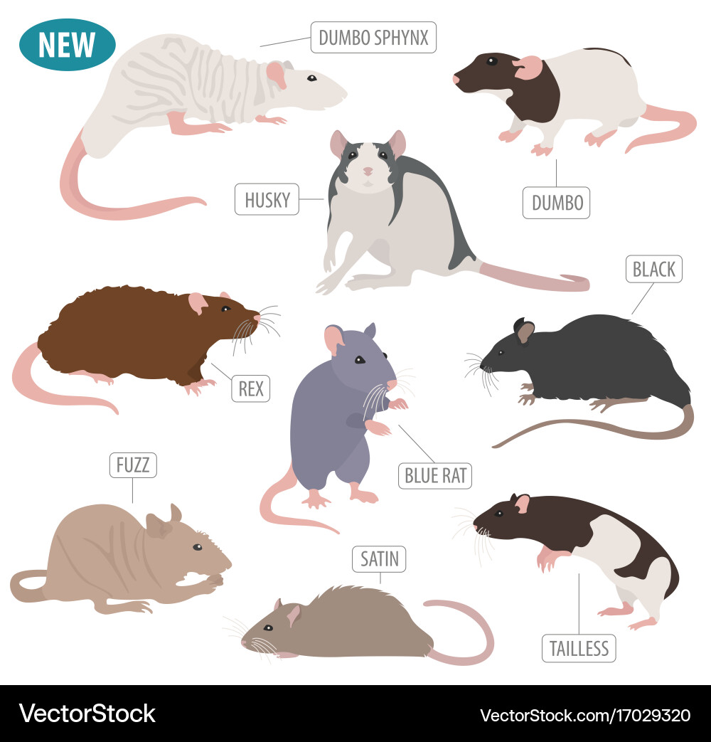 Rat breeds icon set flat style isolated on white Vector Image