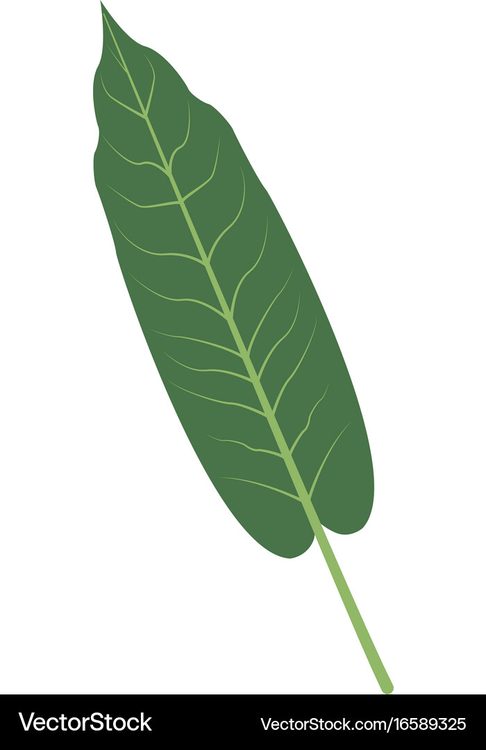 Leave plant and nature element ecology Royalty Free Vector