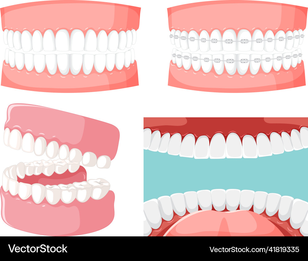 Set of teeth inside human mouth Royalty Free Vector Image