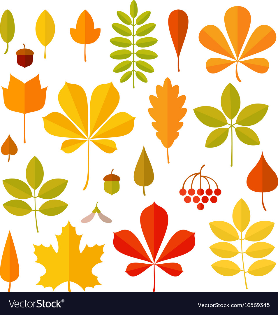 Autumn Leaf Set Isolated On White Background Vector Image