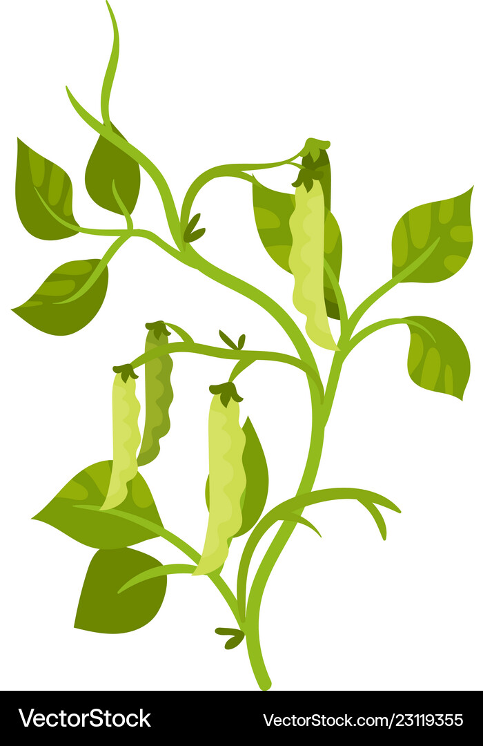 Flat icon haricot bean with green pods Royalty Free Vector