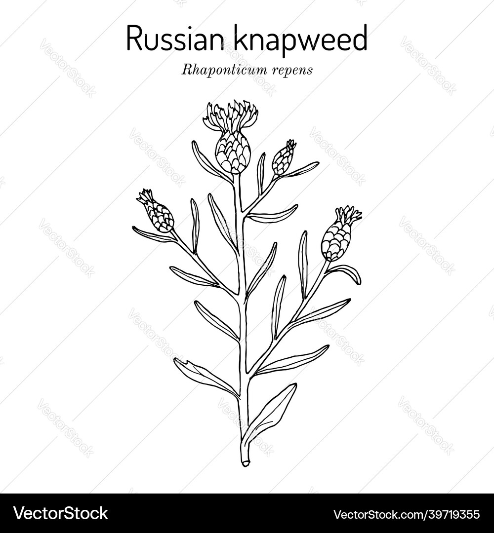 Russian knapweed rhaponticum repens medicinal Vector Image
