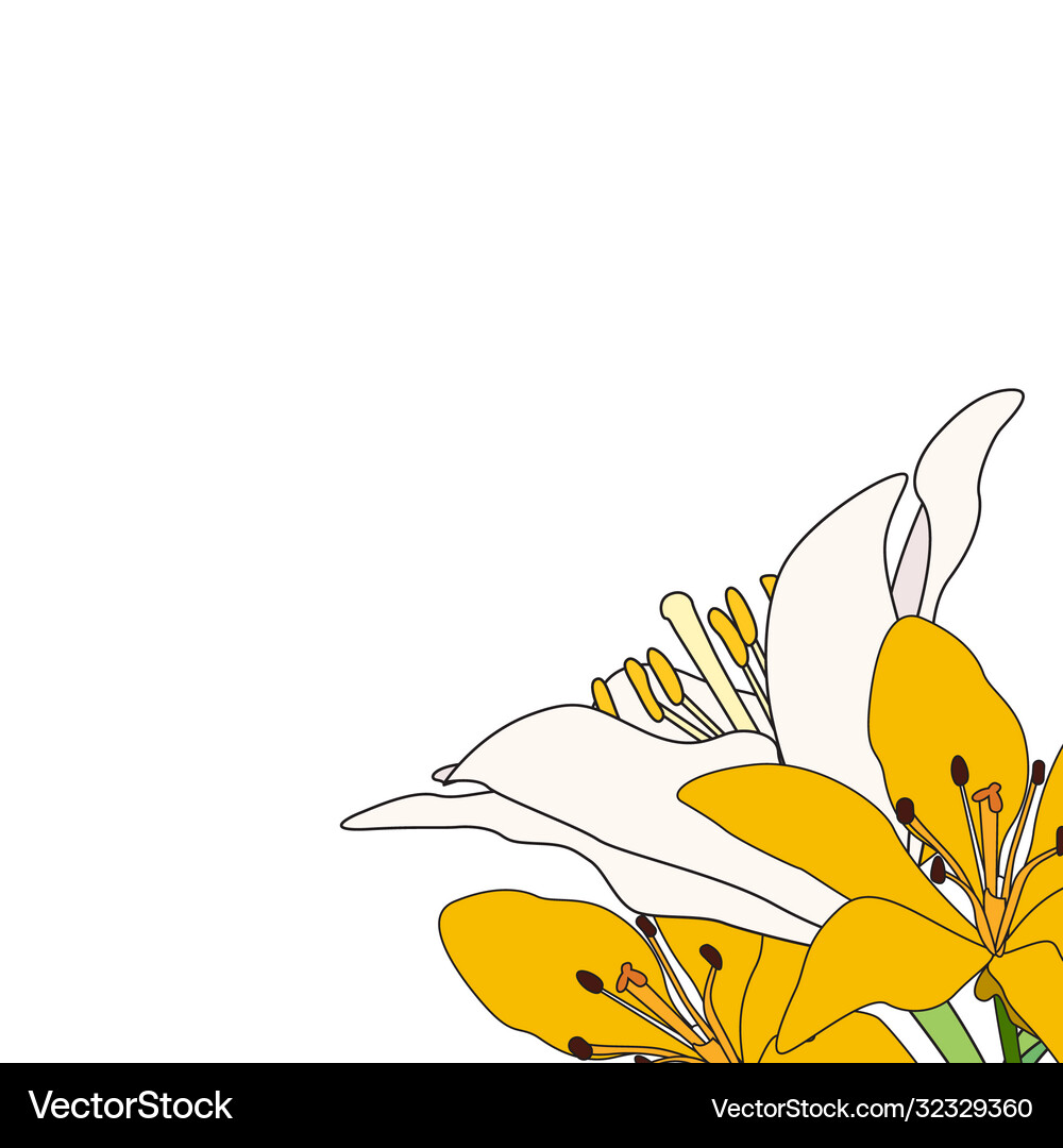 Hand drawn lilly flower isolated on white Vector Image