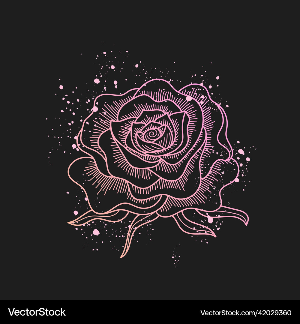 Pink rose flower line art Royalty Free Vector Image