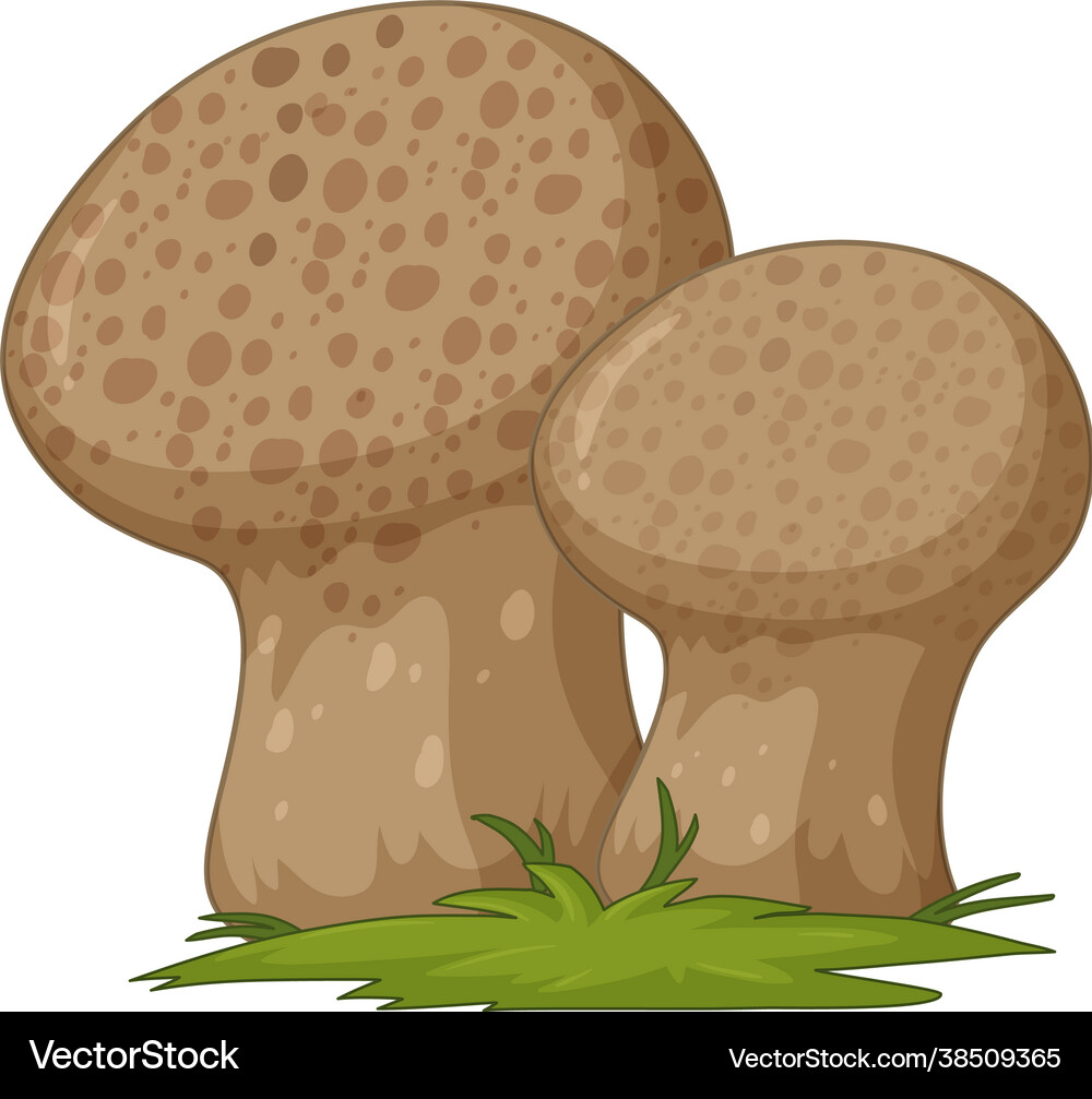 Fungus cartoon style isolated on white background Vector Image