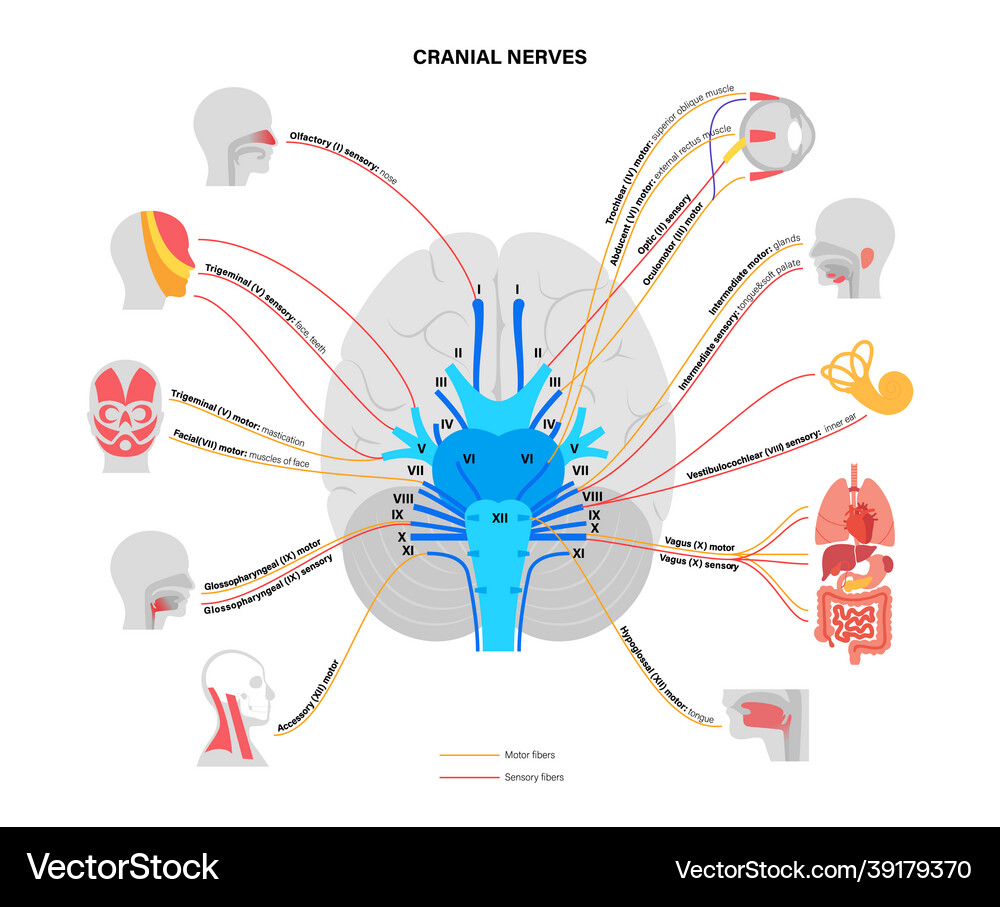 Cranial Nerve Anatomy Diagram Royalty Free Vector Image