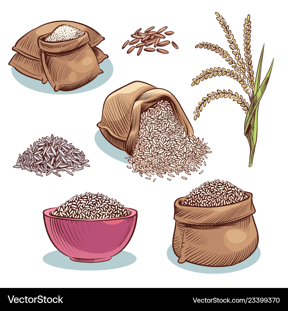 Rice sacks bowl with rice grains and ears Vector Image
