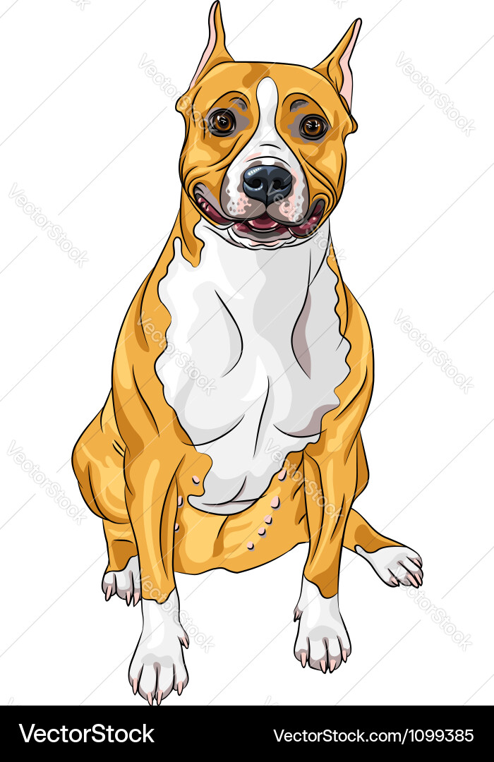 American staffordshire terrier Royalty Free Vector Image
