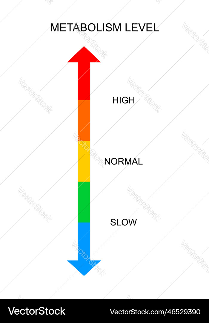 Metabolism vertical scale with top and bottom Vector Image