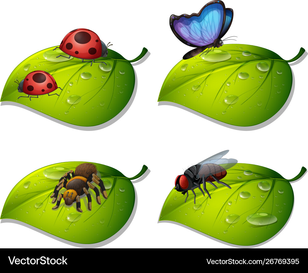 Four types insects on green leaves Royalty Free Vector Image