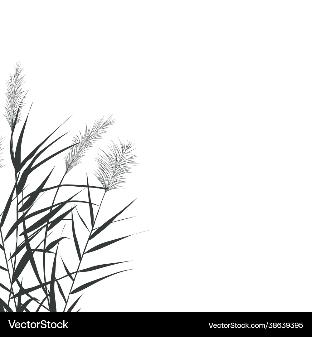 Hand drawing sketch with reeds Royalty Free Vector Image