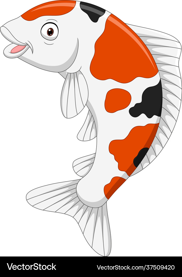 Cartoon cute koi fish on white background Vector Image