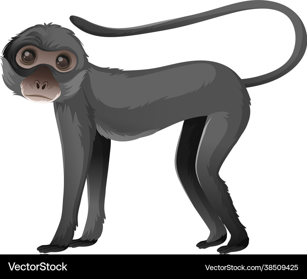 Animal cartoon character spider monkey Royalty Free Vector
