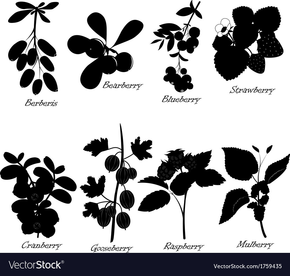 Basic berries collection Royalty Free Vector Image