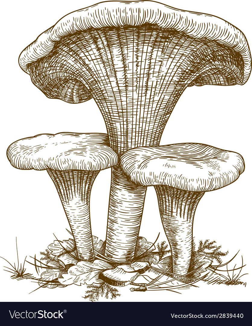 Engraving three mushrooms Royalty Free Vector Image Engraving three mushrooms Royalty Free Vector Image