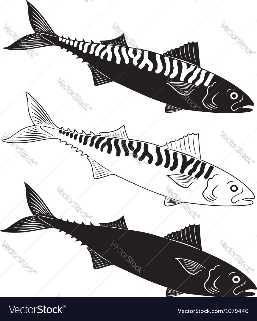 Mackerel Royalty Free Vector Image - VectorStock