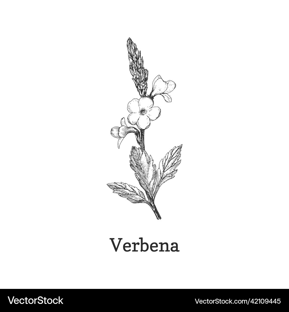 Verbena herb sketch in design element Royalty Free Vector