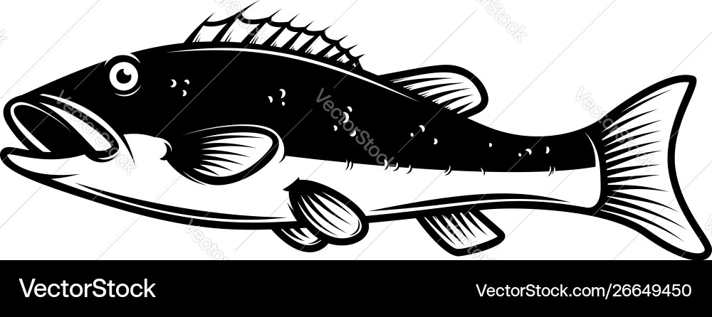 Perch fish design element for poster emblem sign Vector Image