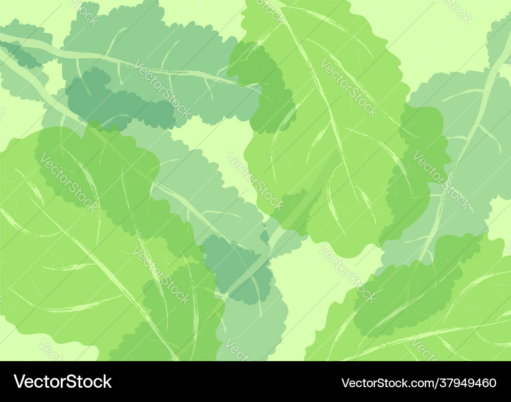 Pattern with green salad leaves and herbs Vector Image