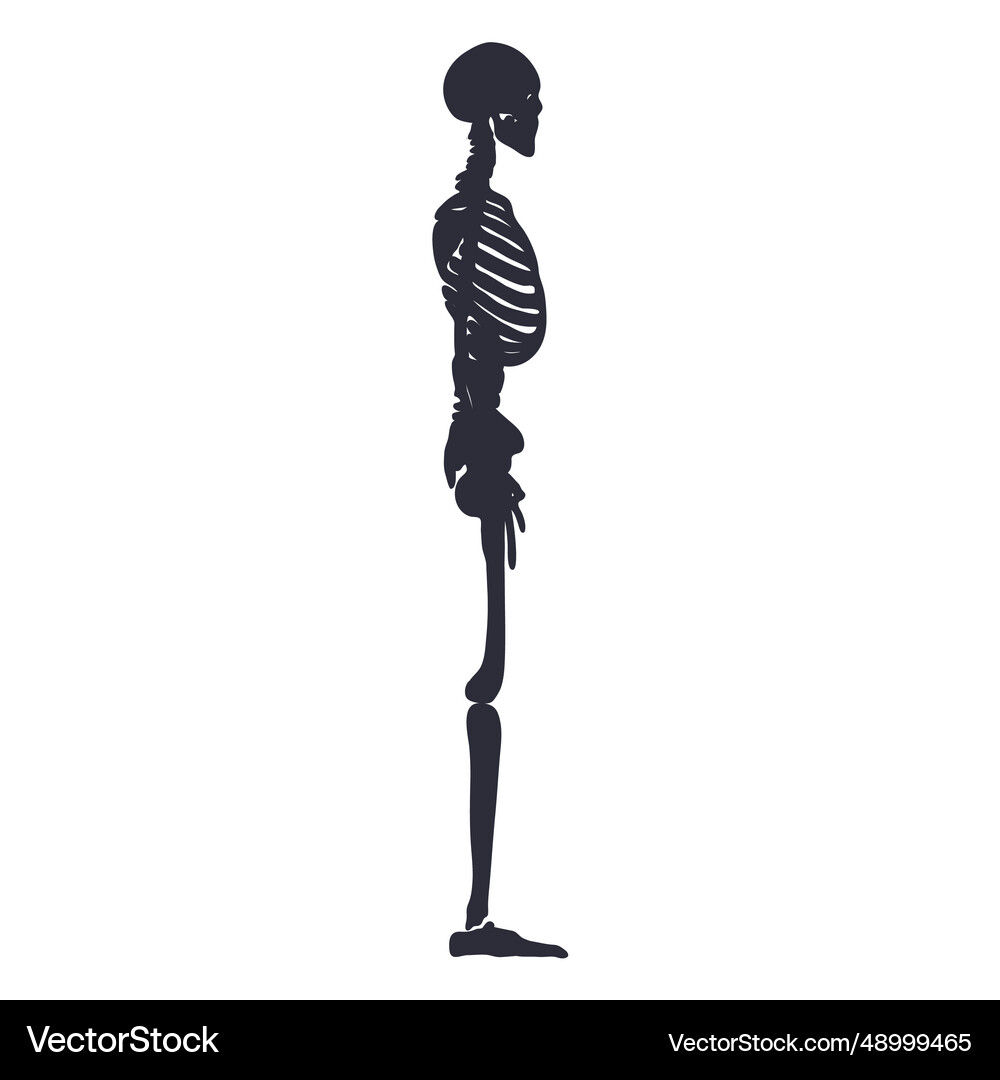Side view skeleton silhouette Royalty Free Vector Image