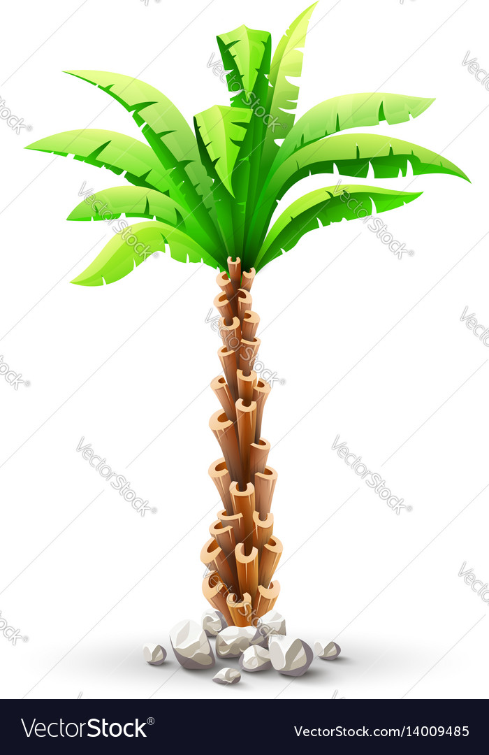 Tropical coconut palm tree Royalty Free Vector Image