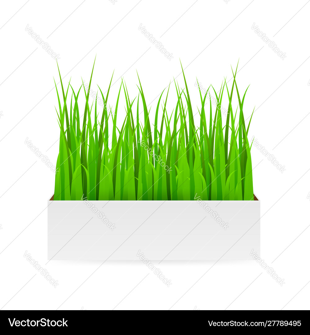 Fresh green grass in pot element home decor Vector Image