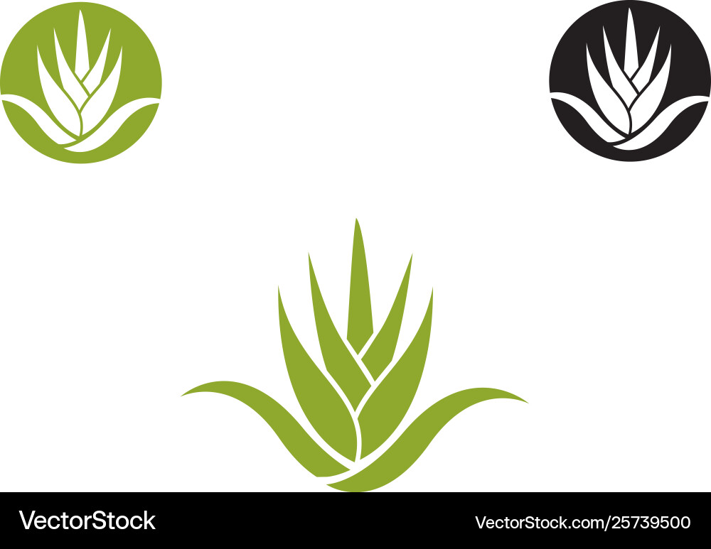 Agave plant icon Royalty Free Vector Image - VectorStock