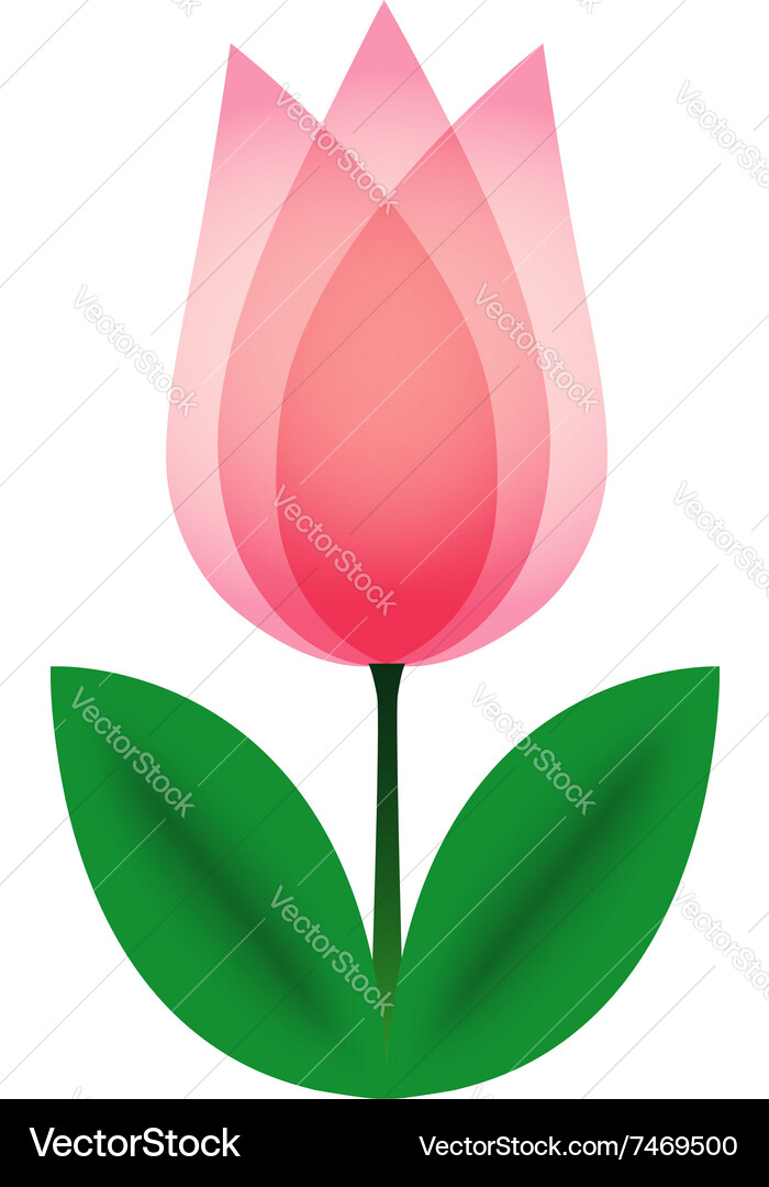 Elegant Pink Tulip Royalty Free Vector Image - VectorStock