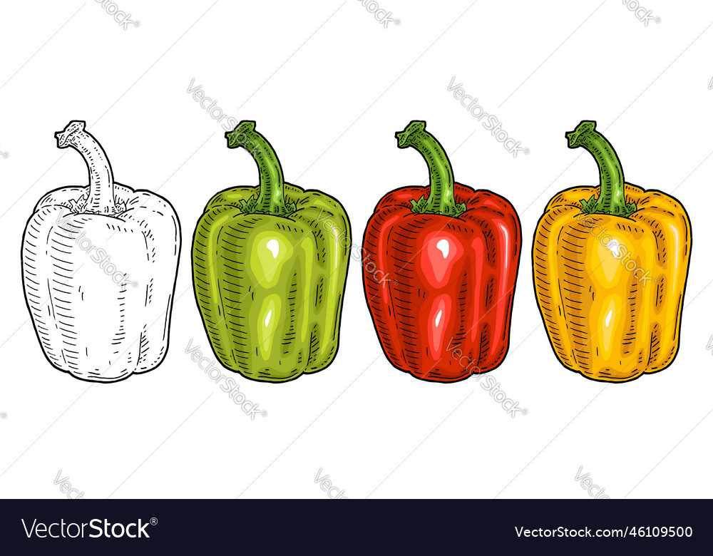 Whole red green yellow sweet bell peppers Vector Image Whole red green yellow sweet bell peppers Vector Image