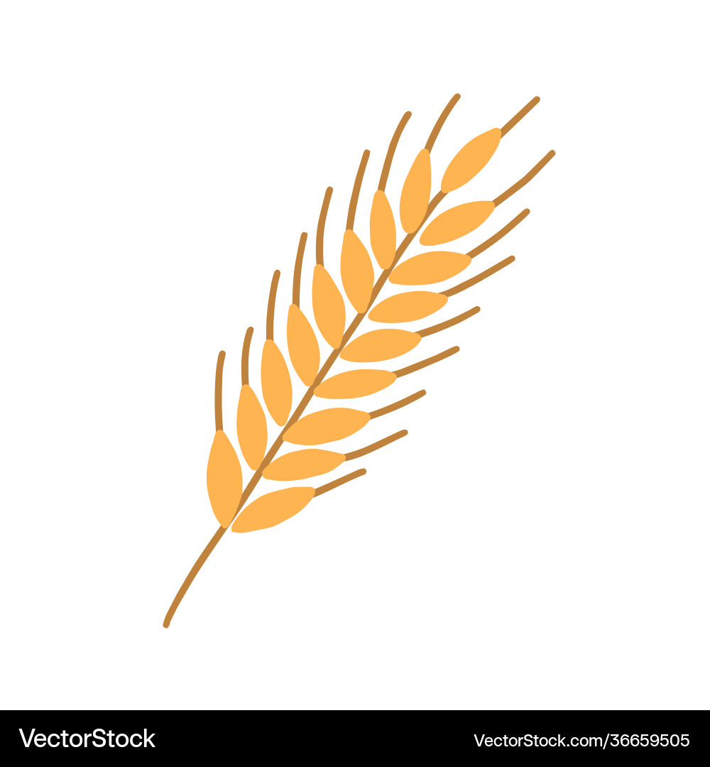 Stalk rye ear or spikelet with seeds grains Vector Image