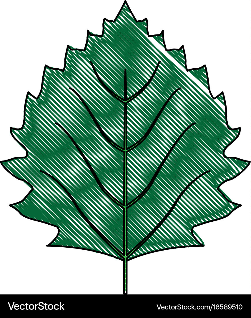 Leaf nature plant simple cartoon flat style Vector Image