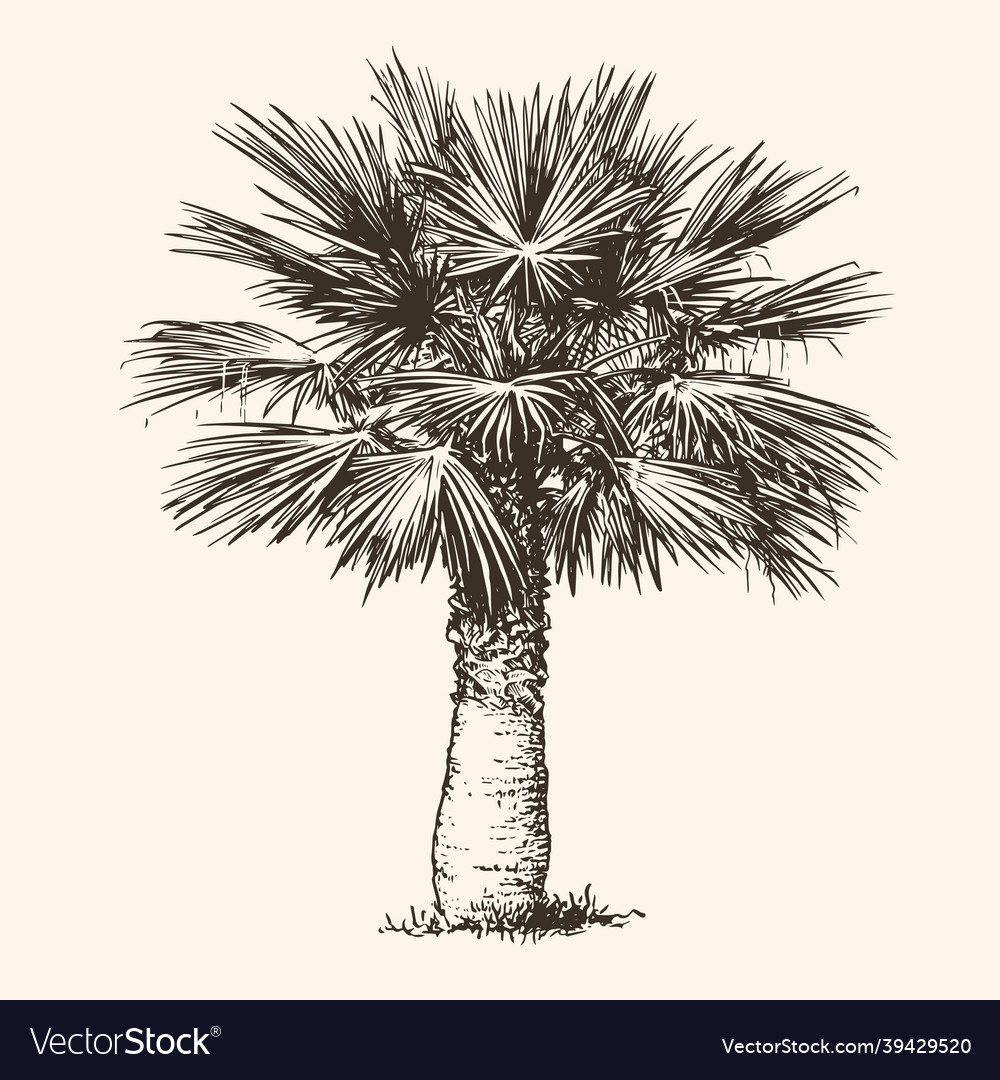 How To Draw A Realistic Palm Tree