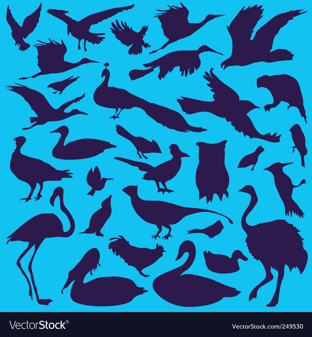 Birds Royalty Free Vector Image - VectorStock