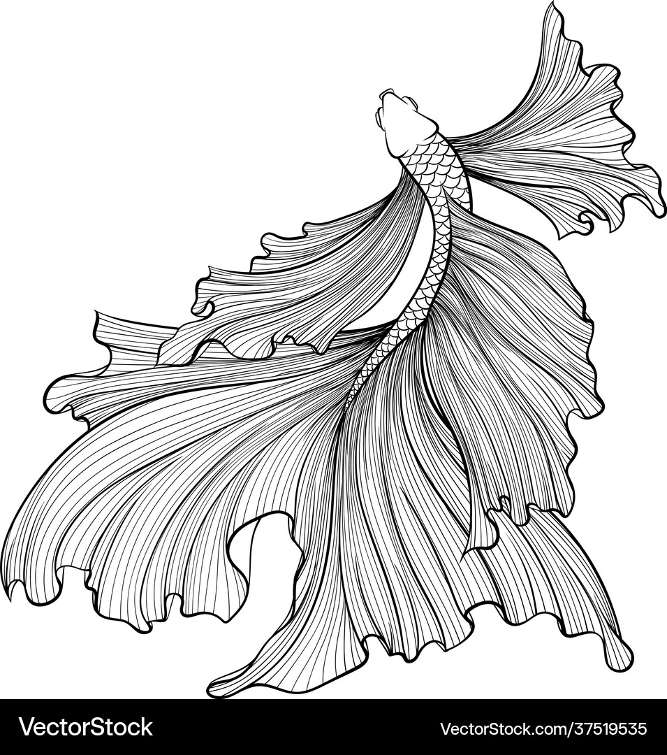 Siamese fighter fish top view line art Royalty Free Vector