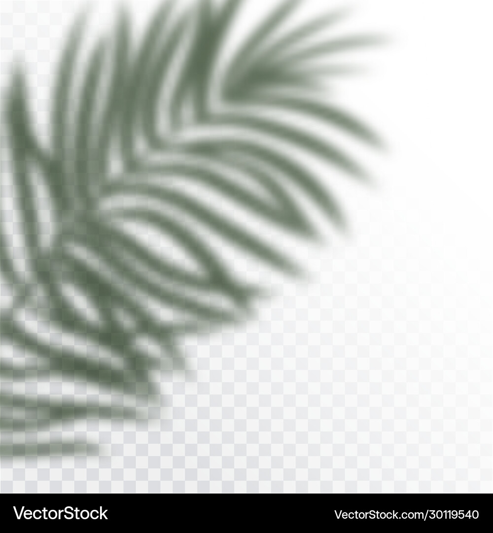Transparent shadows tropic leaves the shadow Vector Image