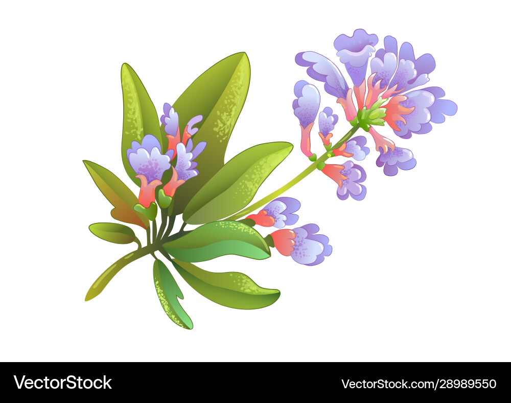 Sage isolated Royalty Free Vector Image - VectorStock
