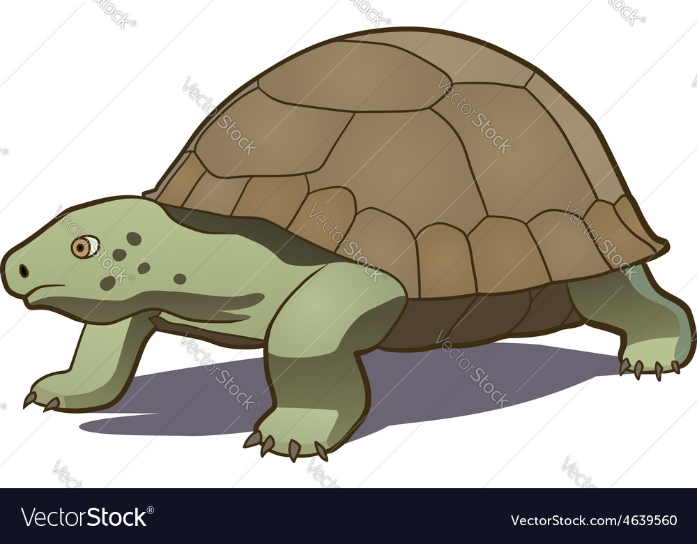 Turtle Royalty Free Vector Image - VectorStock