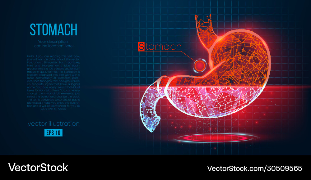 Abstract silhouette polygonal organ stomach Vector Image