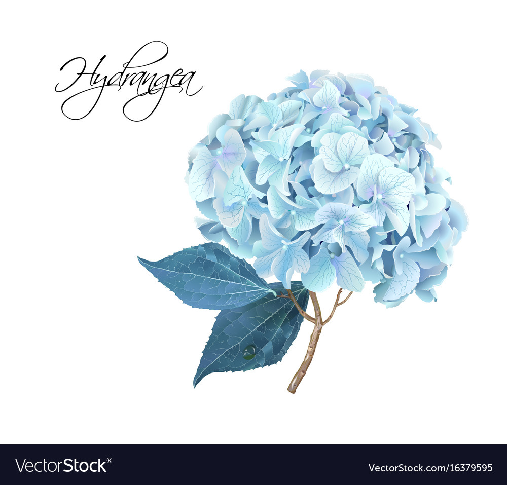 Hydrangea realistic Royalty Free Vector Image - VectorStock