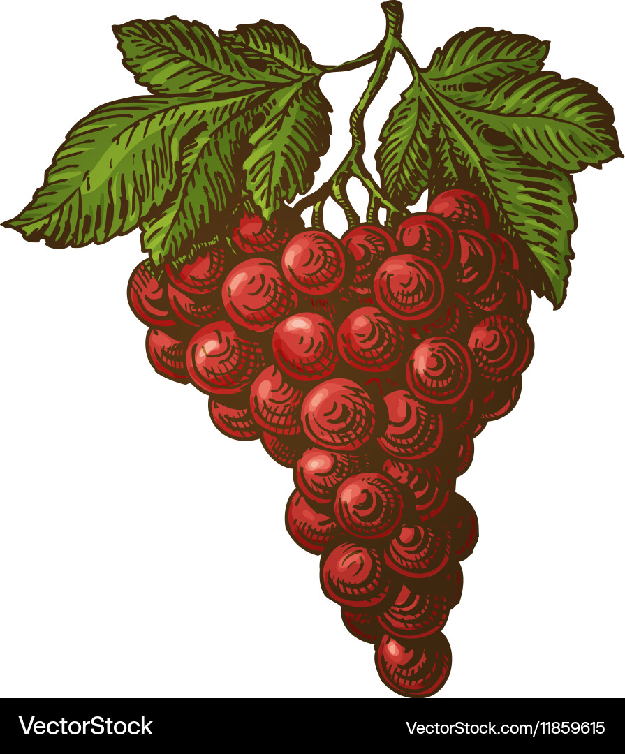 Bunch of grapes Royalty Free Vector Image - VectorStock