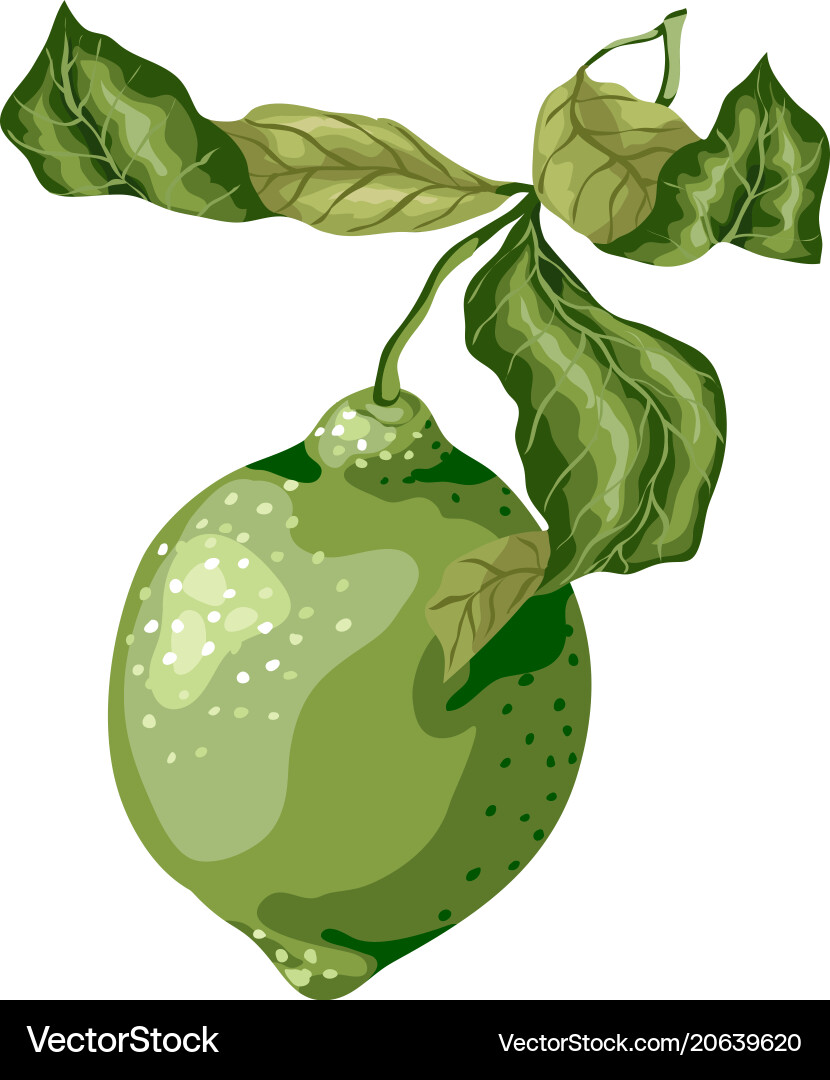 Lime fruit of round shape with leaves Royalty Free Vector
