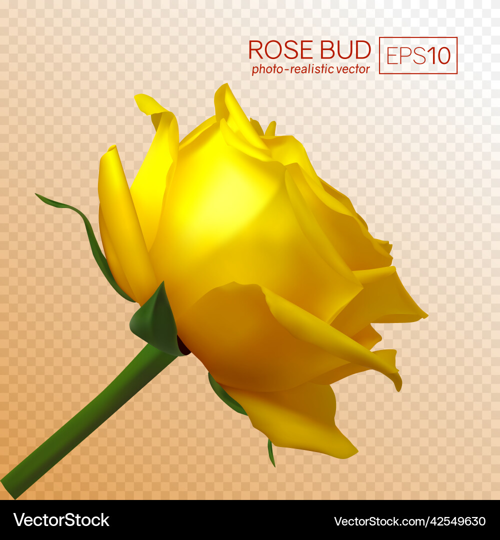 Realistic yellow rose on transparent Royalty Free Vector