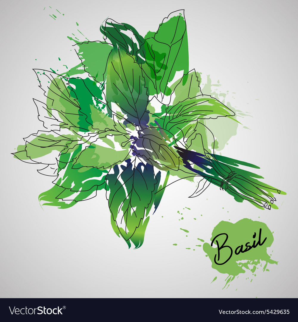 Basil Royalty Free Vector Image - VectorStock