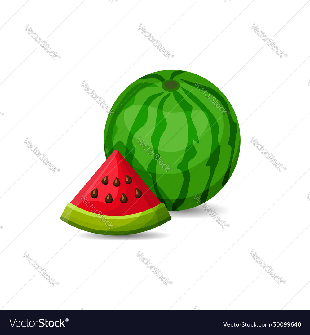 Fresh watermelon Royalty Free Vector Image - VectorStock