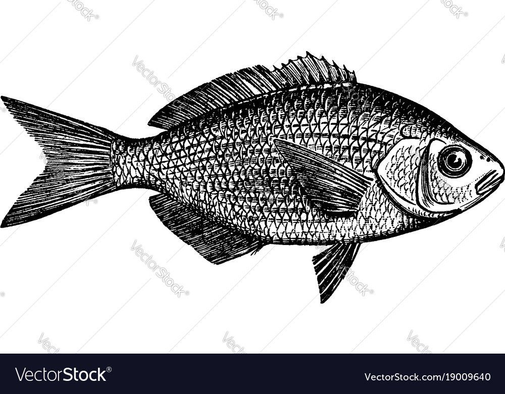 Sparada Jahrgang Lizenzfreies Vektorbild - VectorStock