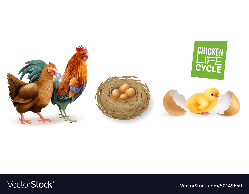 Chicken life cycle set Royalty Free Vector Image
