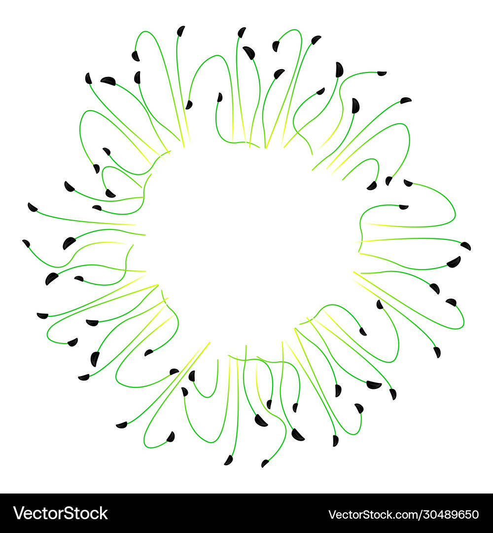 Microgreens scallions arranged in a circle white Vector Image